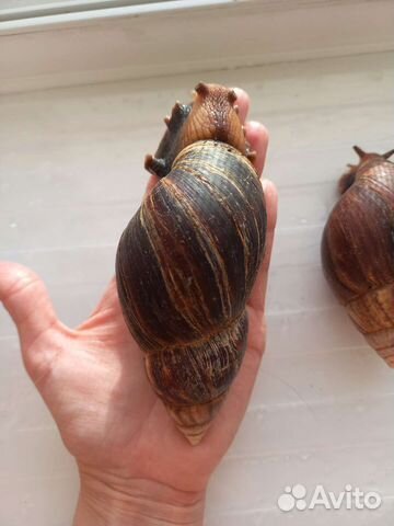 Улитка ахатина