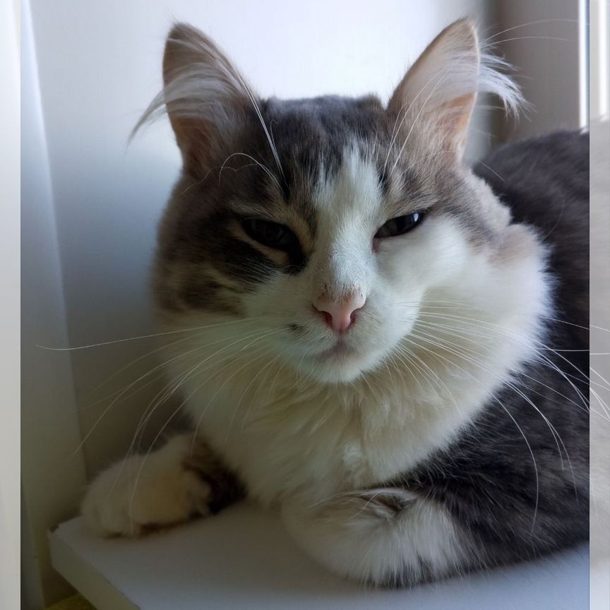 Сибирский, взрослый кот