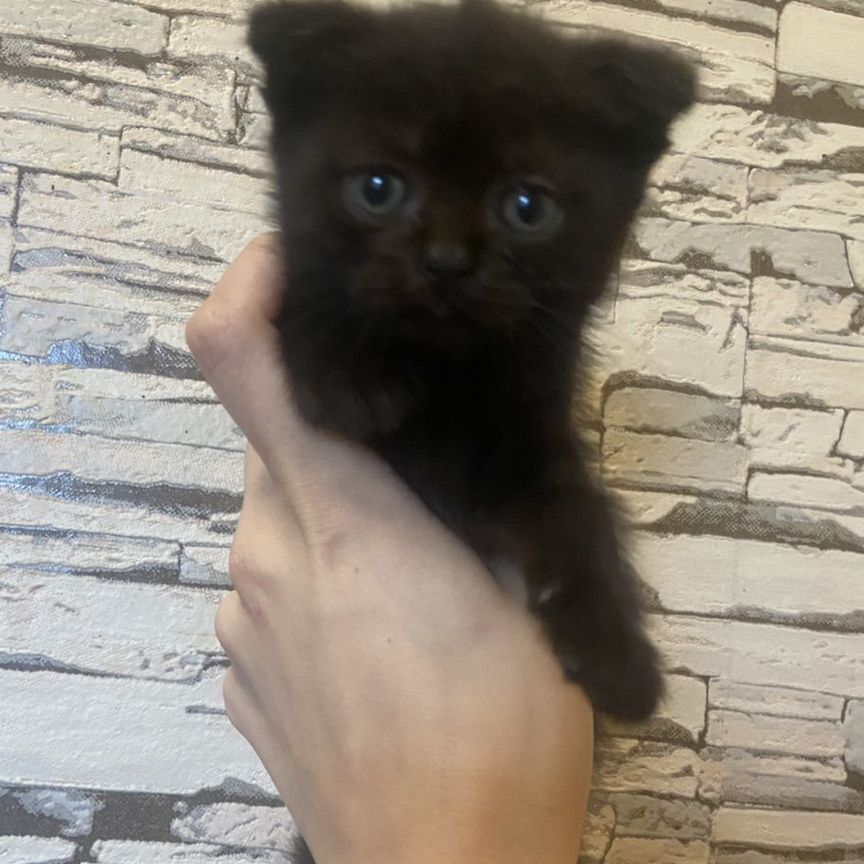 Шотландский вислоухий короткошёрстный котёнок