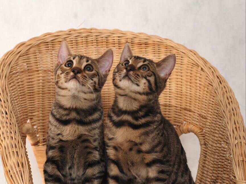 Котята savanna F6