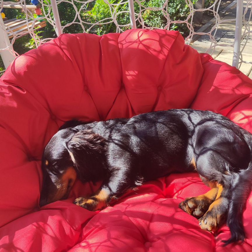 Такса, щенок