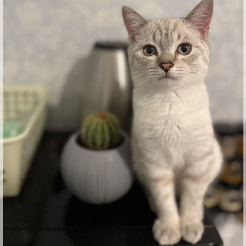 Британский кот вязка