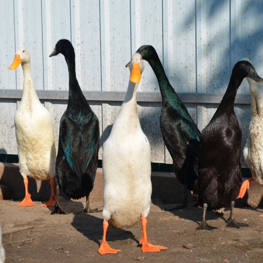 Утки индийский бегунок