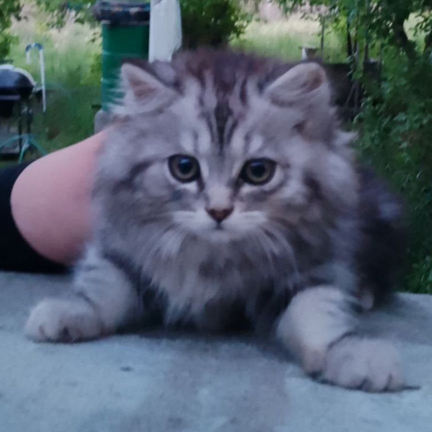 Котёнок в добрые руки