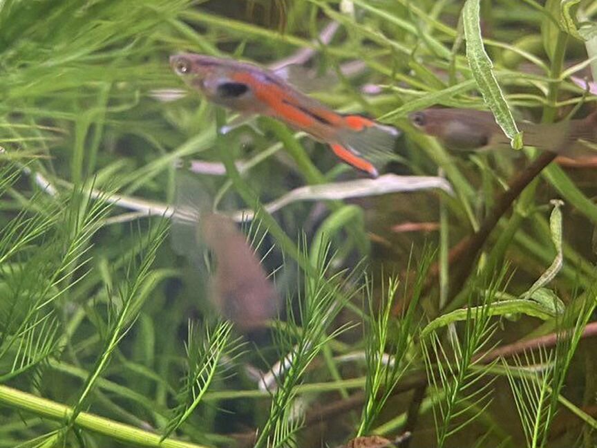 Гуппи Эдлера