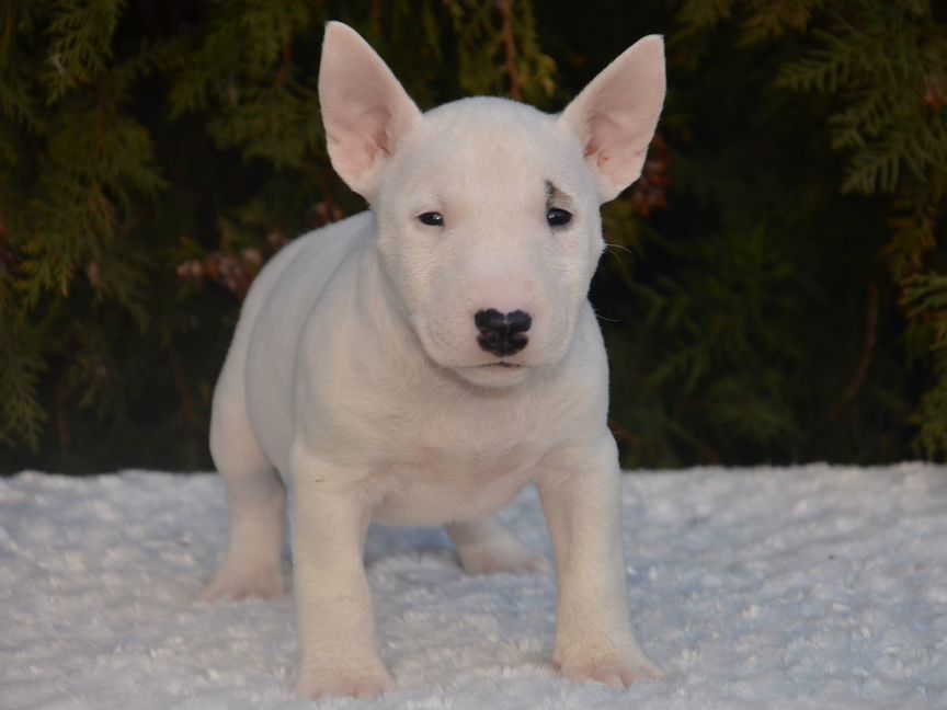 Миниатюрный бультерьер