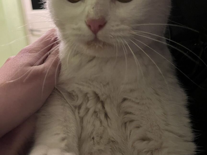 Кошка белая