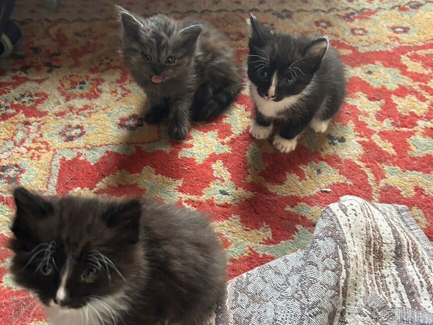 Кошка