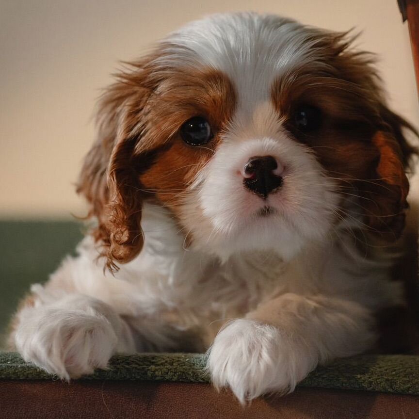 Кавалер кинг-чарльз-спаниель, щенок