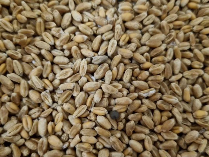 Пшеница кормовая уц-П, 10 кг