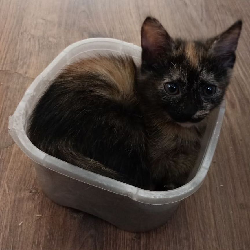 Котёнок в добрые руки