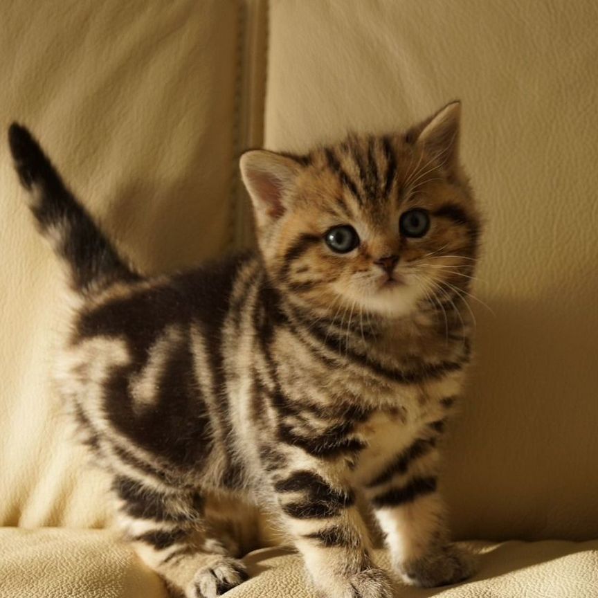Британские мраморные котята