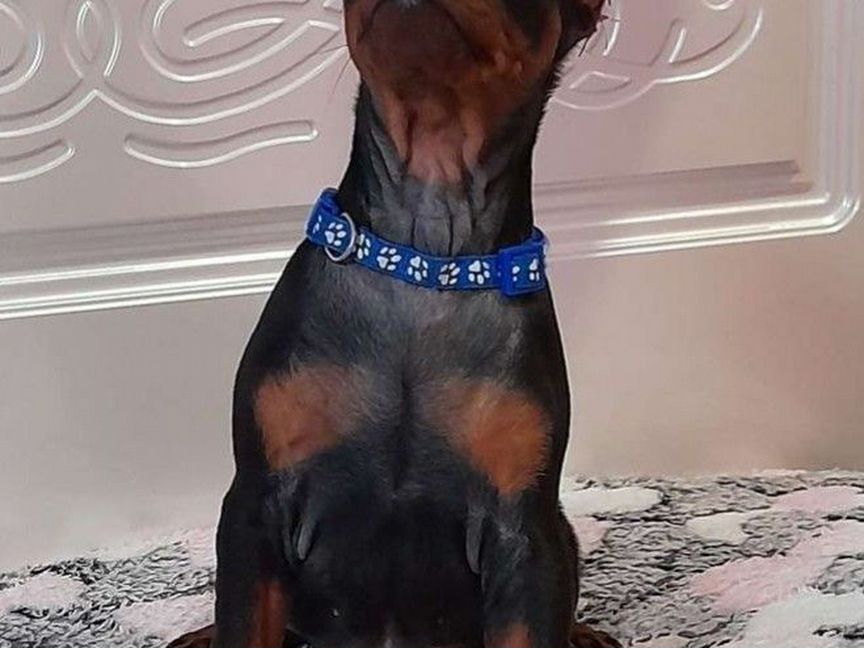 Цвергпинчер парень