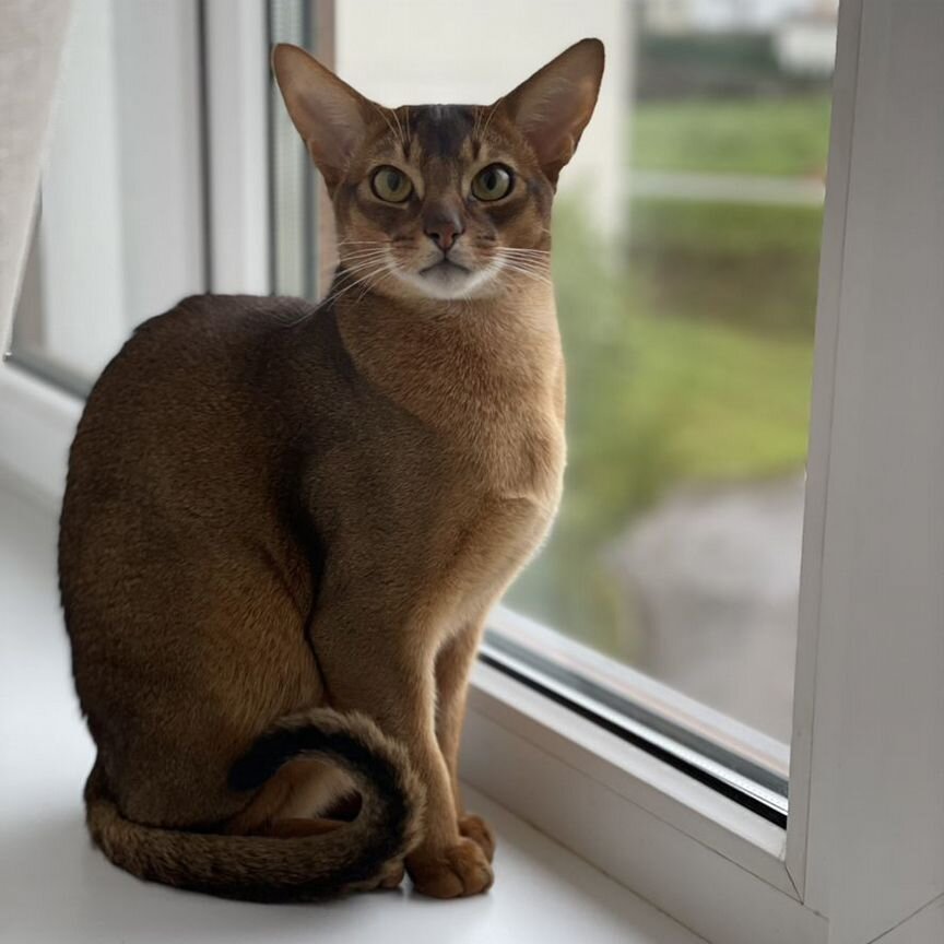 Абиссинский кот