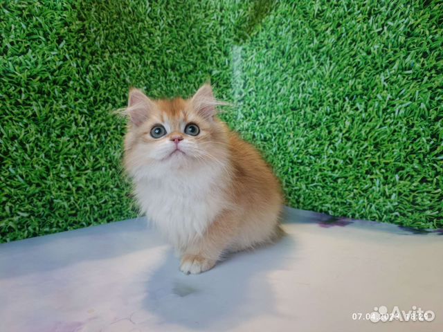 Золото ny12 в развеление