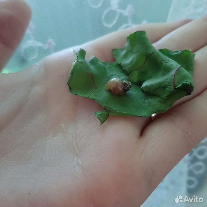 Улитки ахатины большие