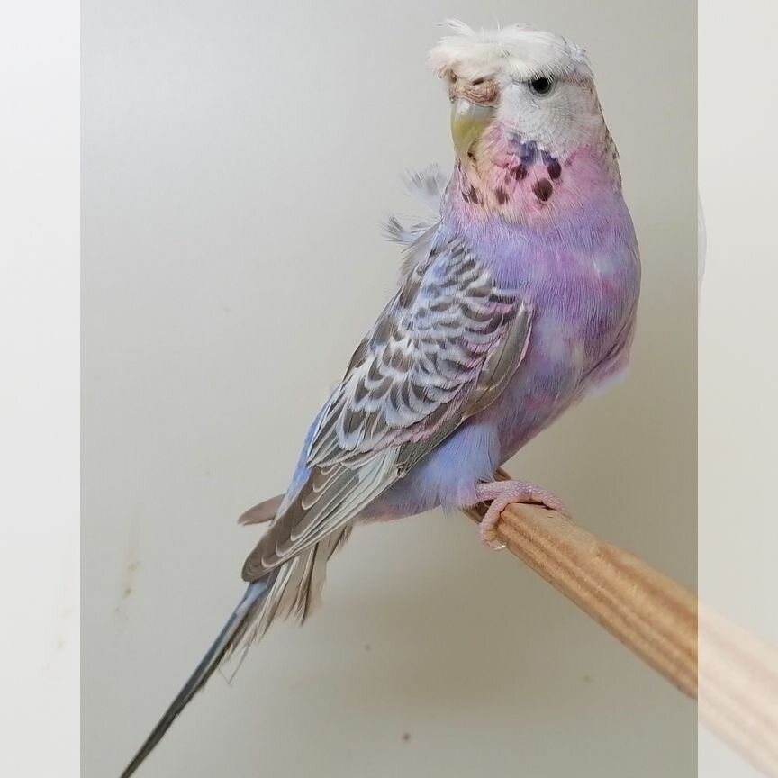 Волнисты попугаи,хохлатые