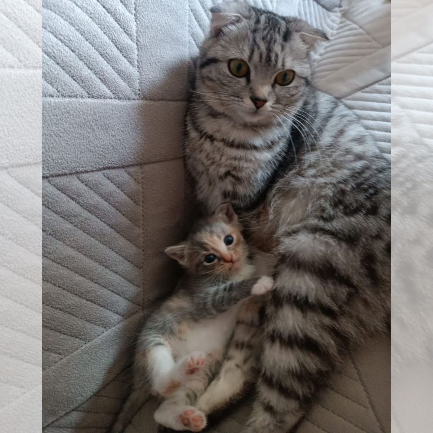 Отдам котят от шотландской кошечки