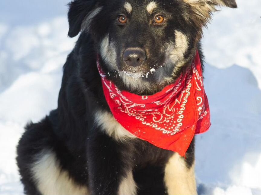 Щенки помесь с алабаем