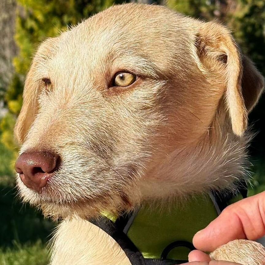 Щенок-подросток в добрые руки