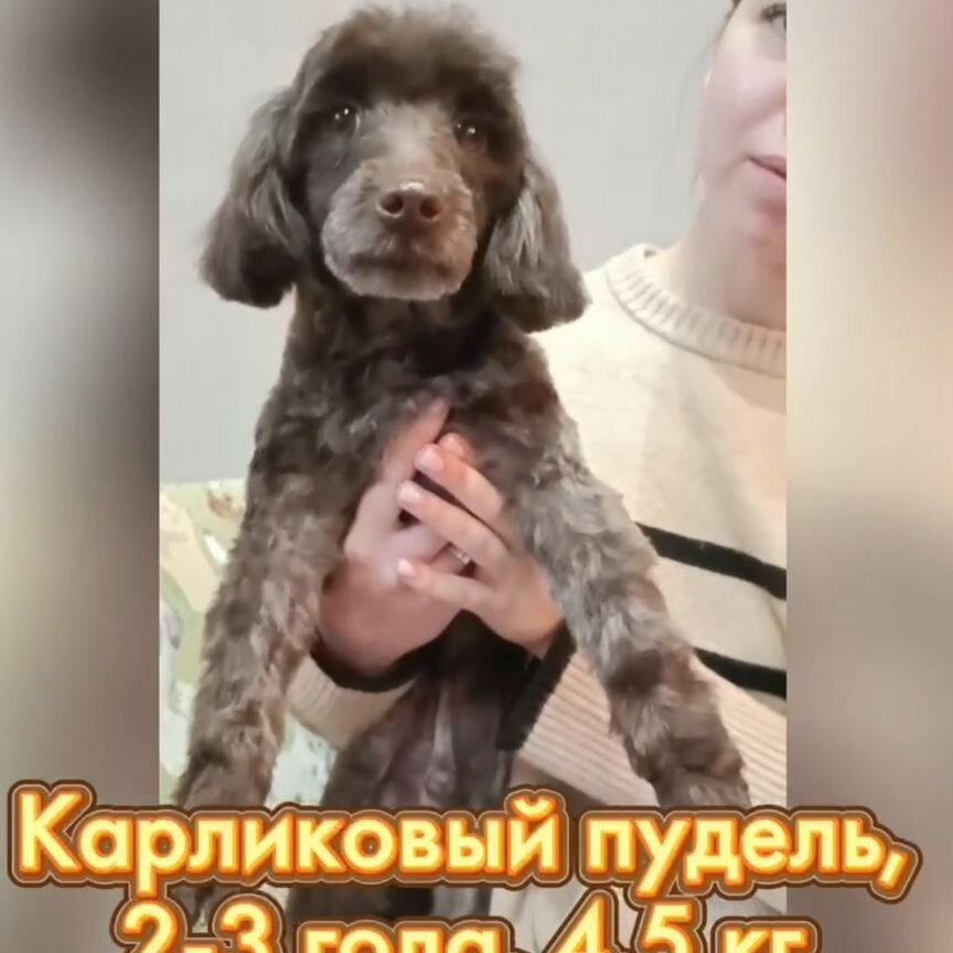 Карликовый пудель, взрослый пёс