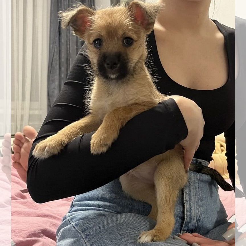 Отдам бесплатно щенки