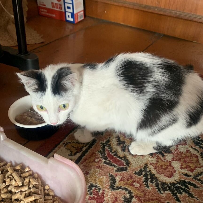 Котёнок в добрые руки