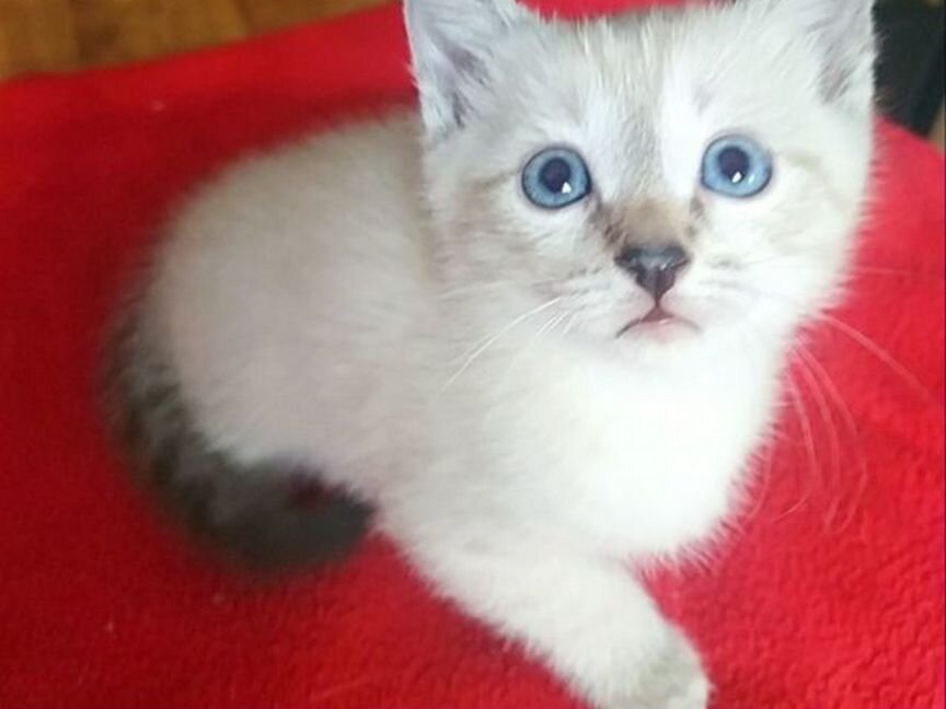 Голубоглазый котёнок