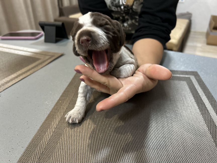 Щенки русского спаниеля