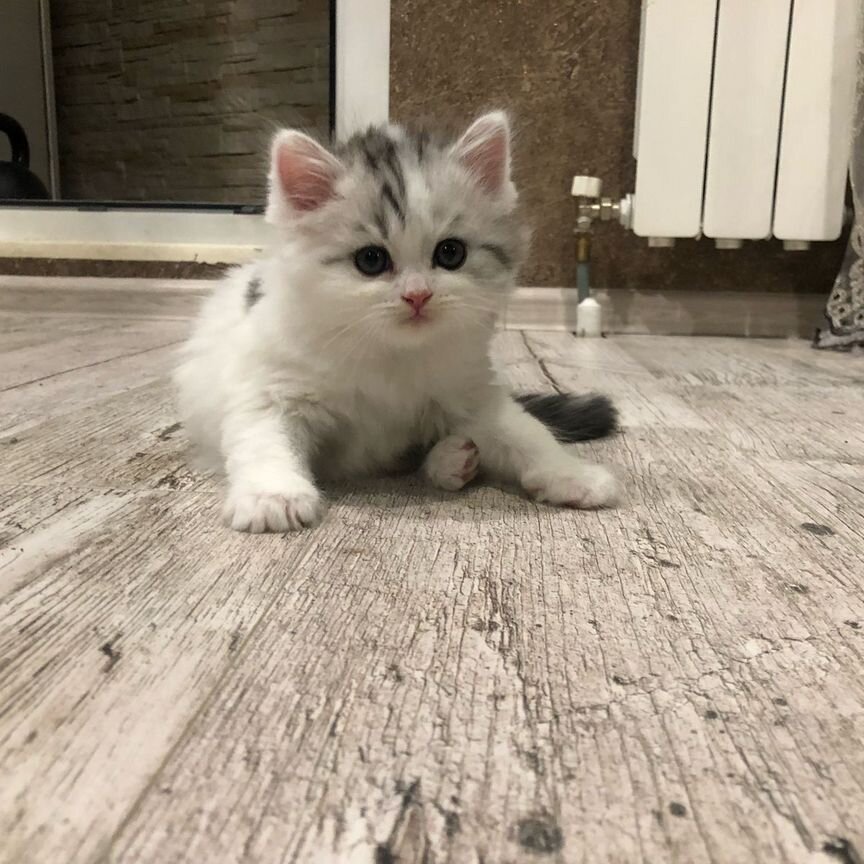 Продам шотландского котенка
