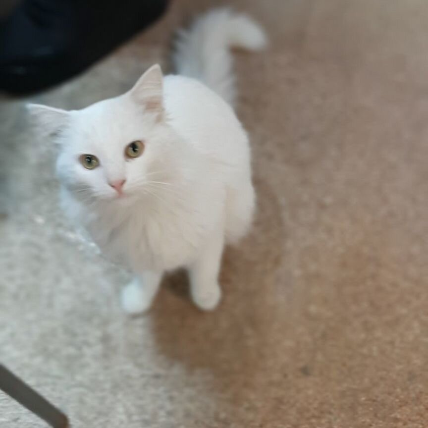 Отдам бесплатно кота в добрые руки