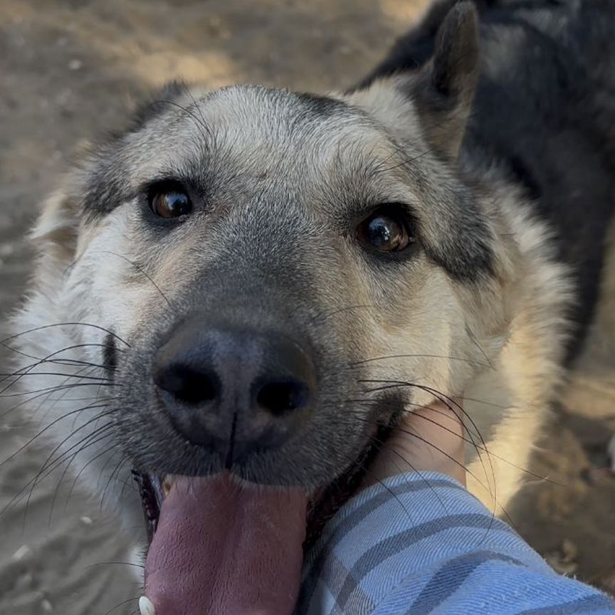 Взрослый пёс в добрые руки