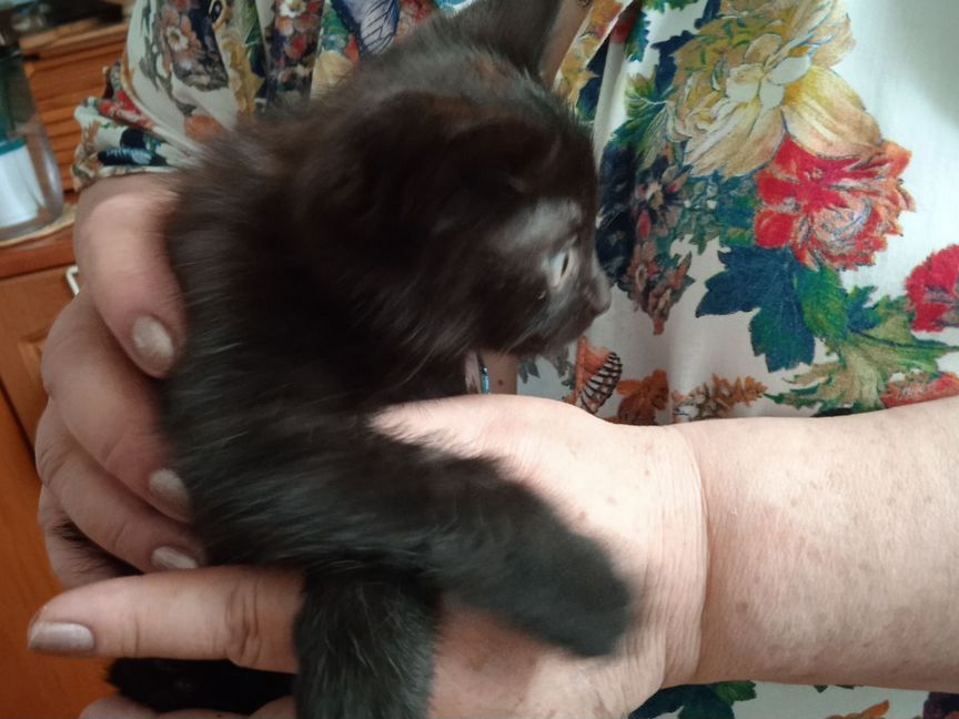 Котята в добрые руки бесплатно