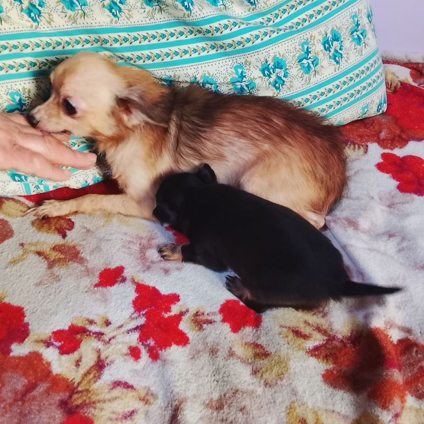 Русский той-терьер, щенок