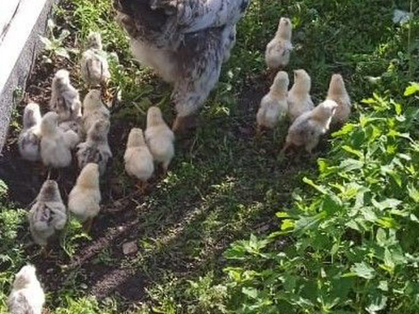 Клушка с цыплятами