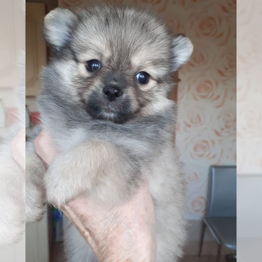 Померанский шпиц, щенок