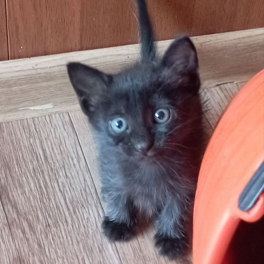 Котята
