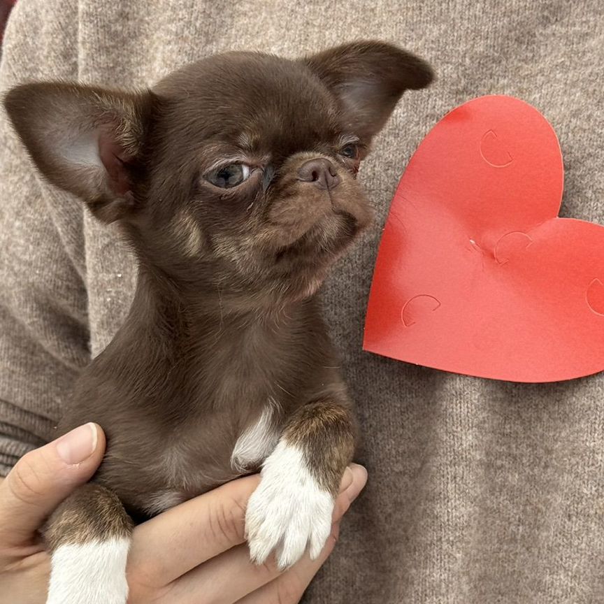 Чихуахуа, щенок