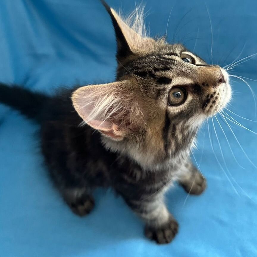 Мейн-кун котёнок