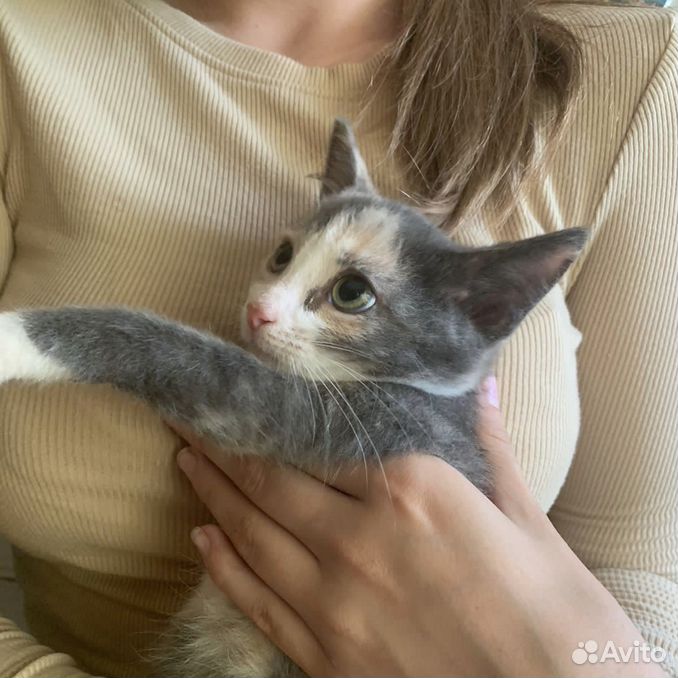 Ласковая мурчалка