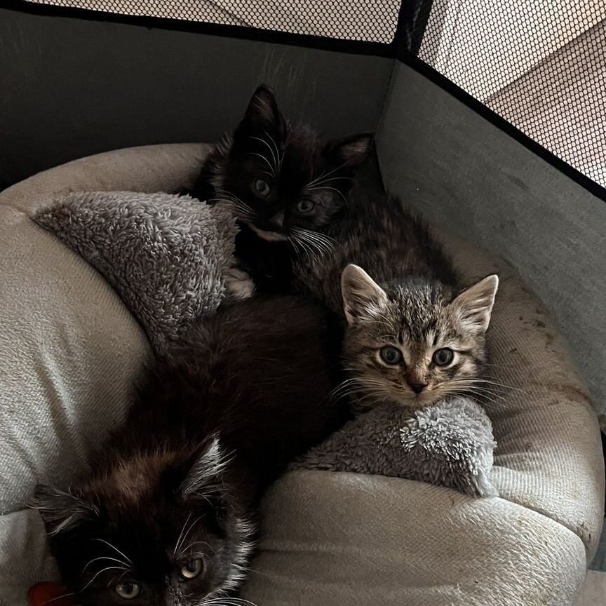 Котята