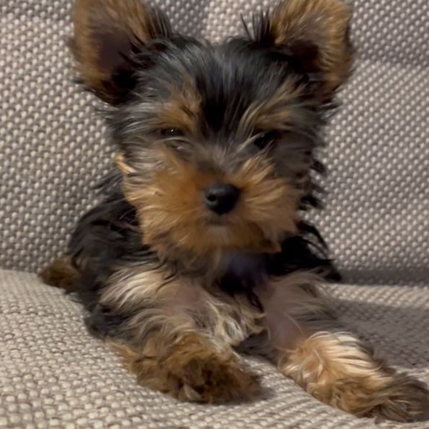 Йоркширский терьер, щенок