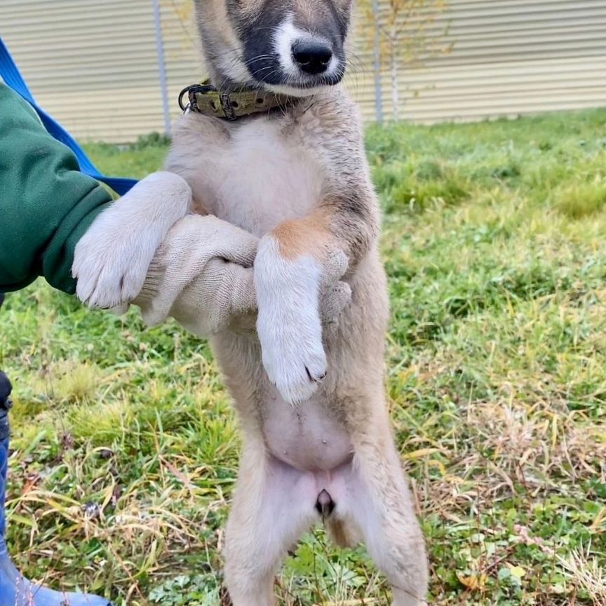 Щенок Милаша