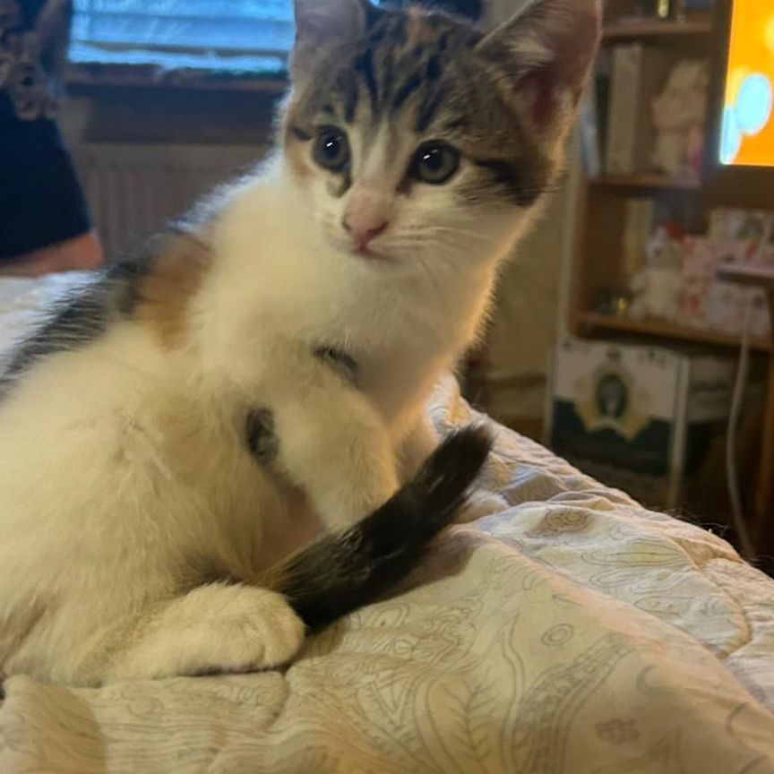 Те, кто приносит счастье