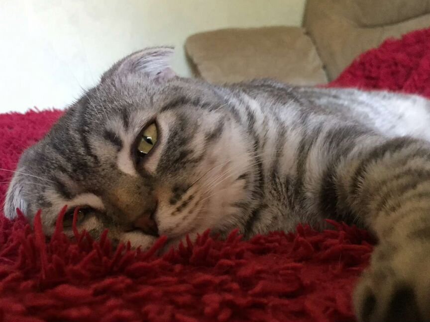 Шотландский вислоухий кот вязка