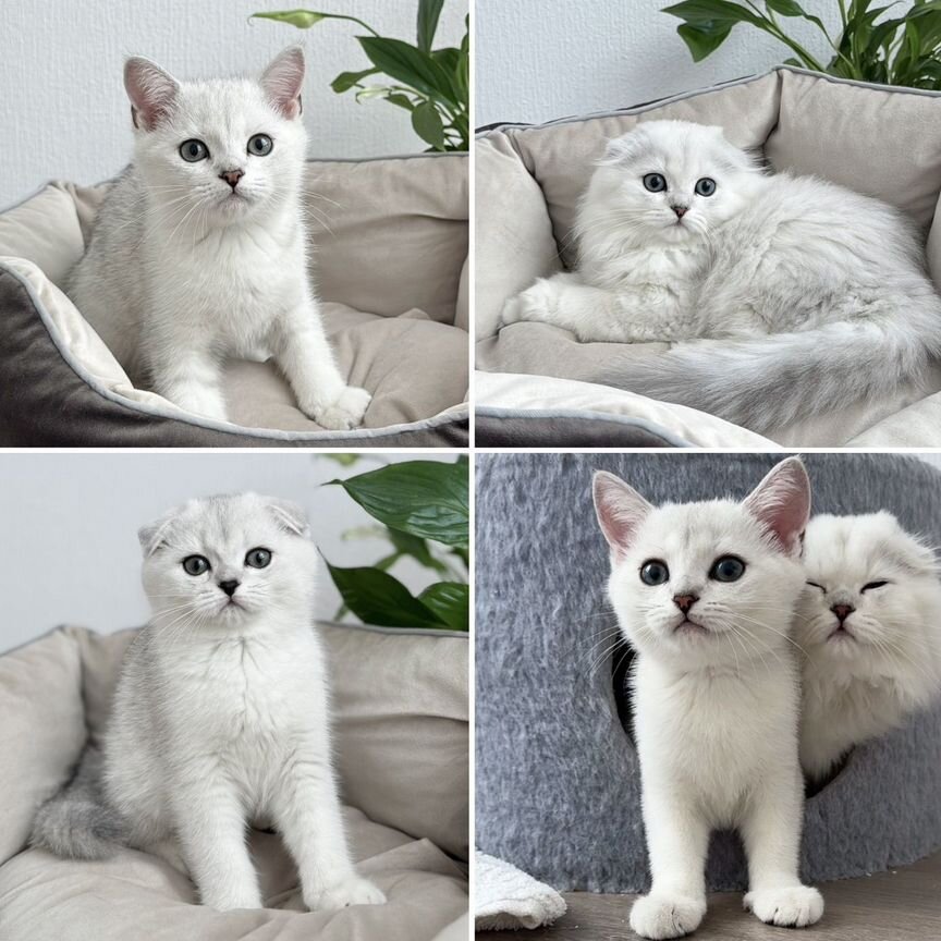 Шотландские котята с документами