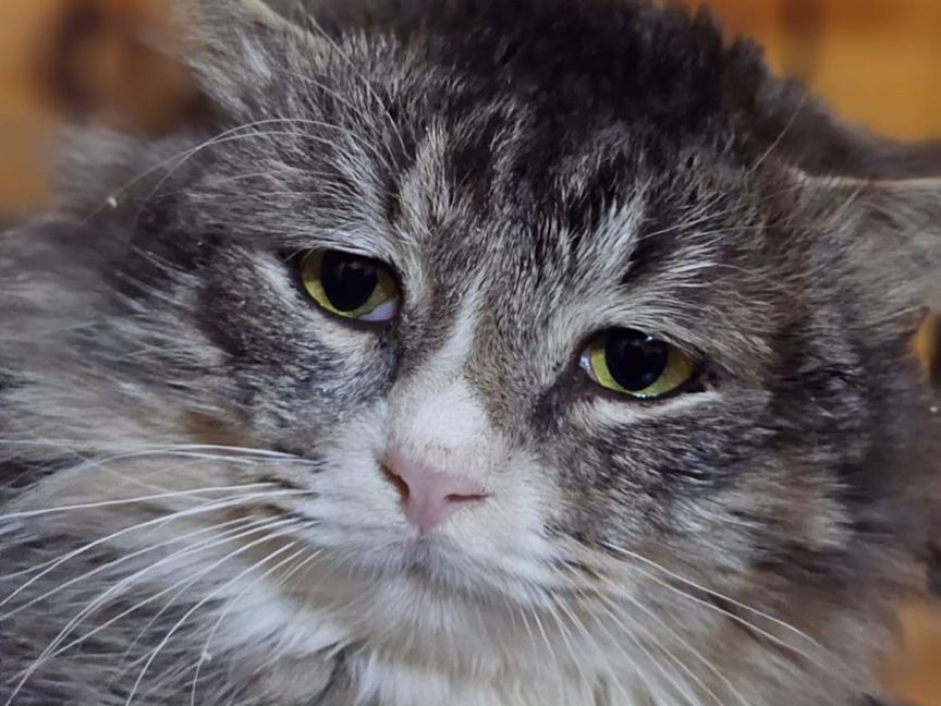 Котик Сереженька