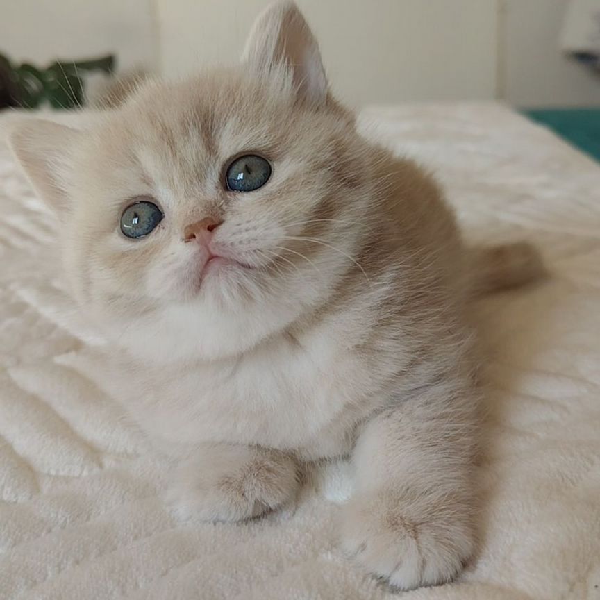 Золотая шиншилла