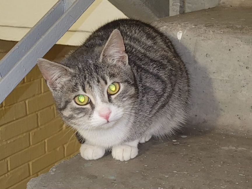 Котенок ищет новый дом