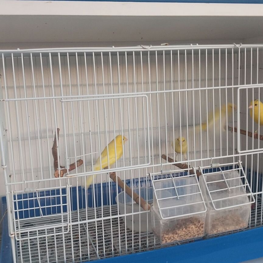 Кенара и канарейки